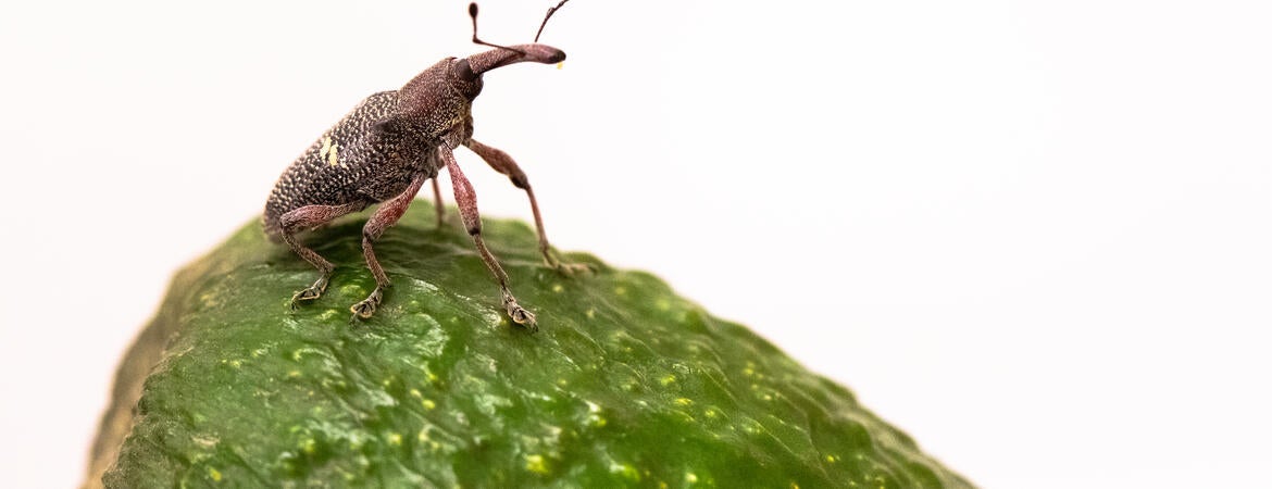 The scent that could save California’s avocados | Department of Entomology
