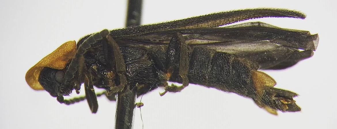 Undergraduate Discovers New Firefly Species | Department of Entomology