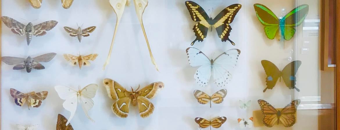 UCR Entomologist Honored | Department of Entomology