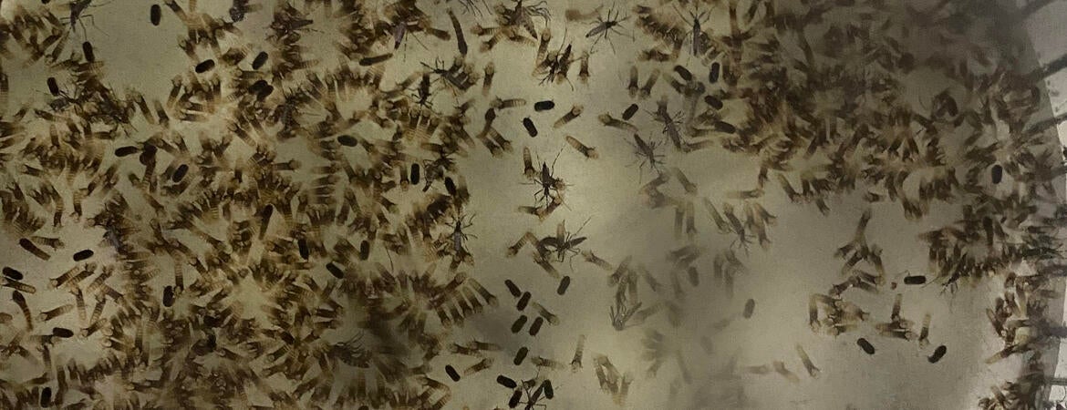 New Study Improves Sterile Insect Technique for Mosquitoes | Department ...