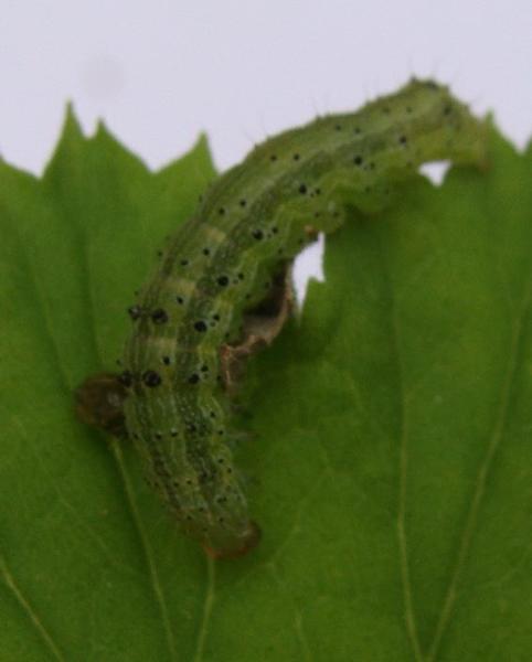 BEUSA | Department of Entomology