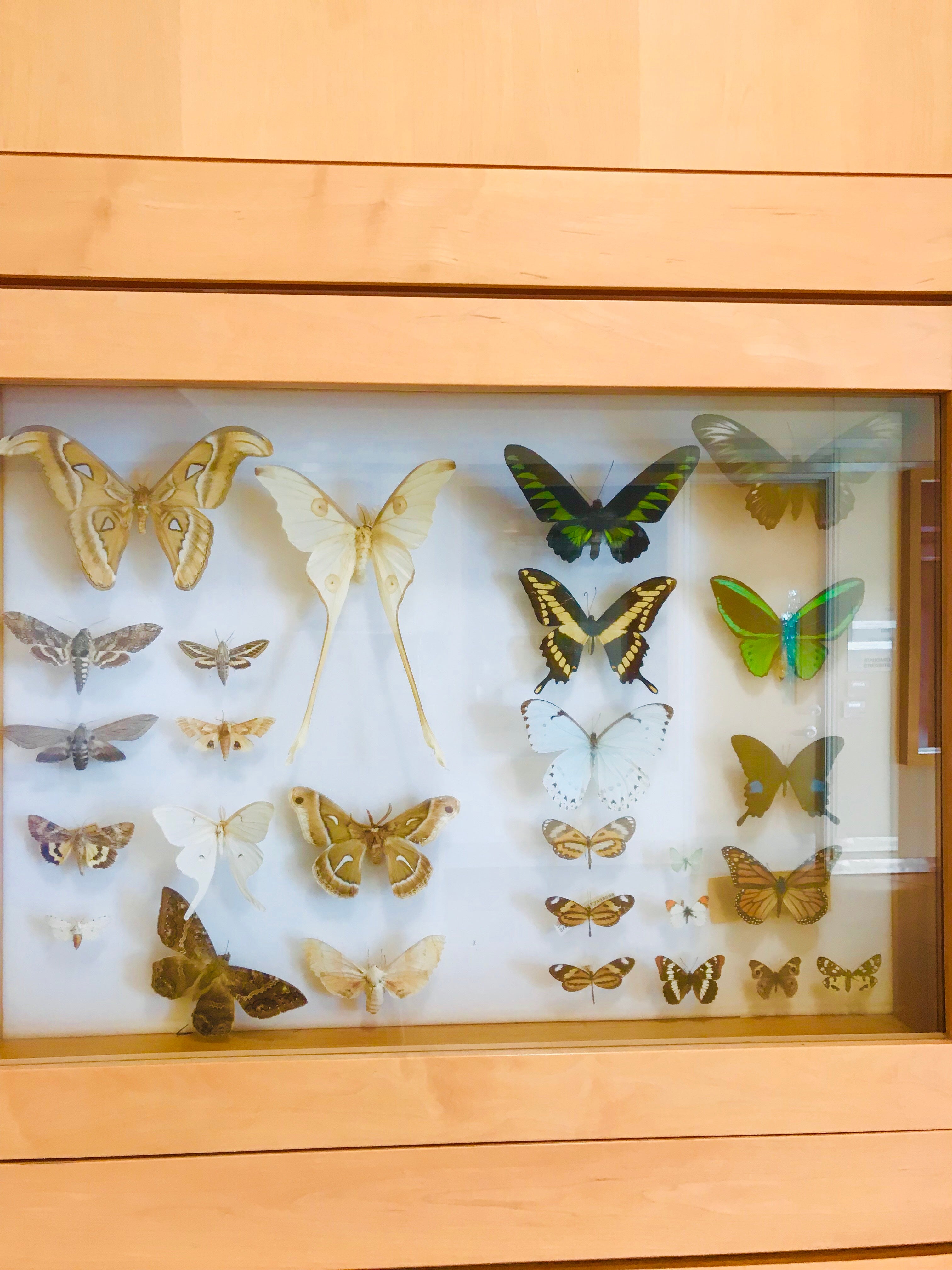 UCR Entomologist Honored | Department of Entomology