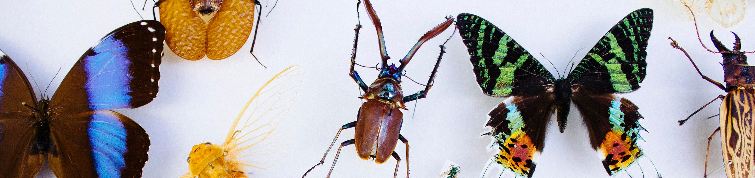 Employment Opportunities | Department of Entomology