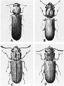 Urban Entomology Chapter 5 Part Deux | Department of Entomology