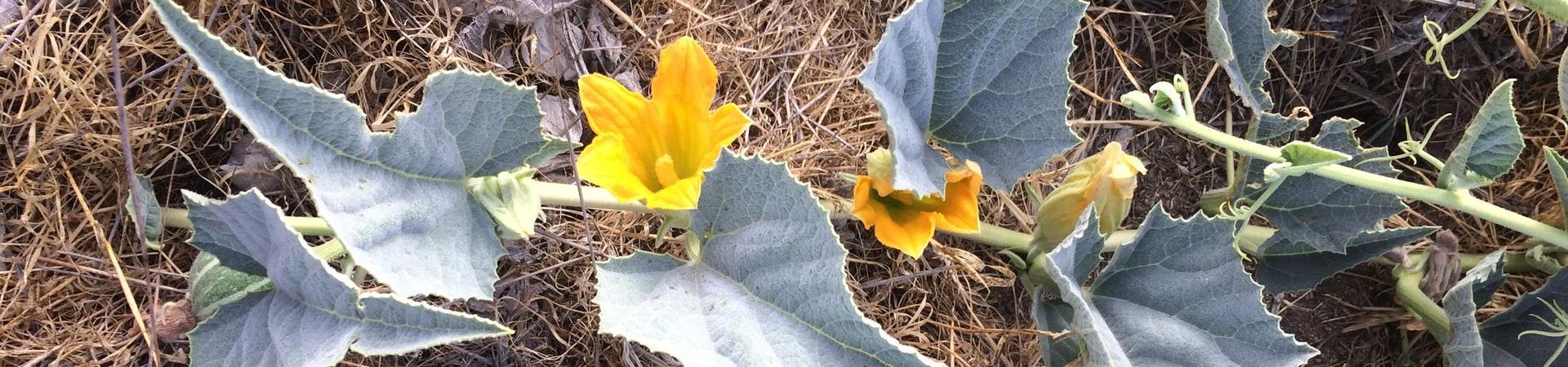 Department of Entomology