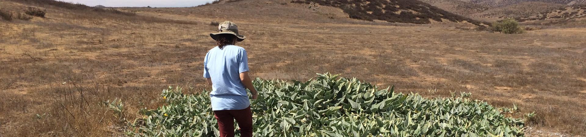 Department of Entomology